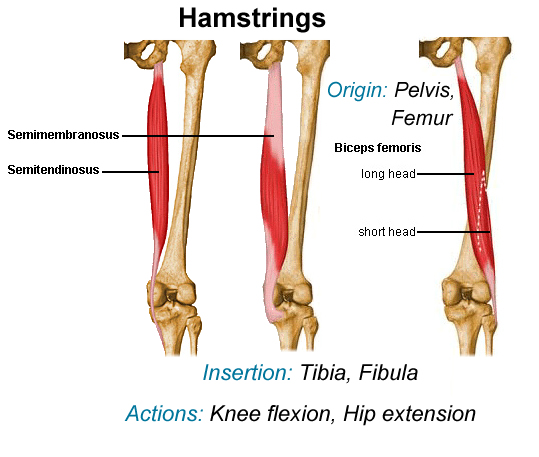 근육이 만드는 인체의 움직임 무릎관절굽힘knee Flexion 반힘줄모양근반건양근semitendinosus반막근