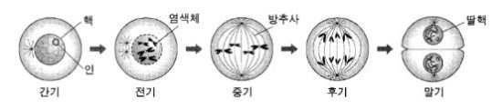 체세포 분열의 의의와 과정 네이버 블로그