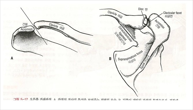 어깨의 구조와 기능 한국요가운동처방연구회 근육학자료 네이버 블로그