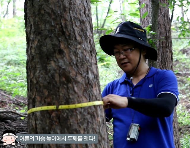 나무 크기 측정 방법 나무 두께와 높이 재는법 네이버 블로그
