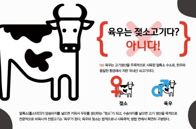 인포그래픽 육우 한우 젖소고기 육우의 정체 말해 Yes Or No 네이버 블로그