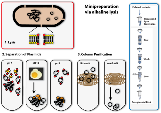 Alkaline lysis solution123조성 구성성분 역할 : 네이버 블로그