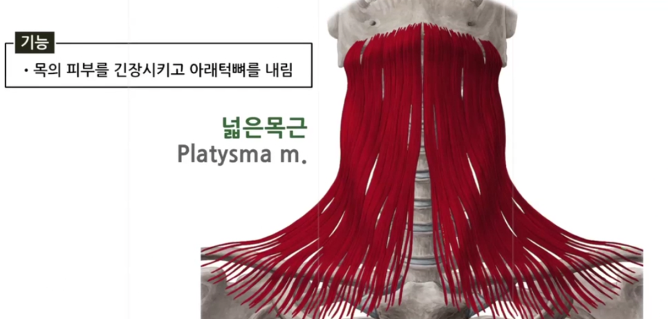 인체해부학 얼굴근육 표정근육저작근육 쉽게 파헤치기 네이버 블로그