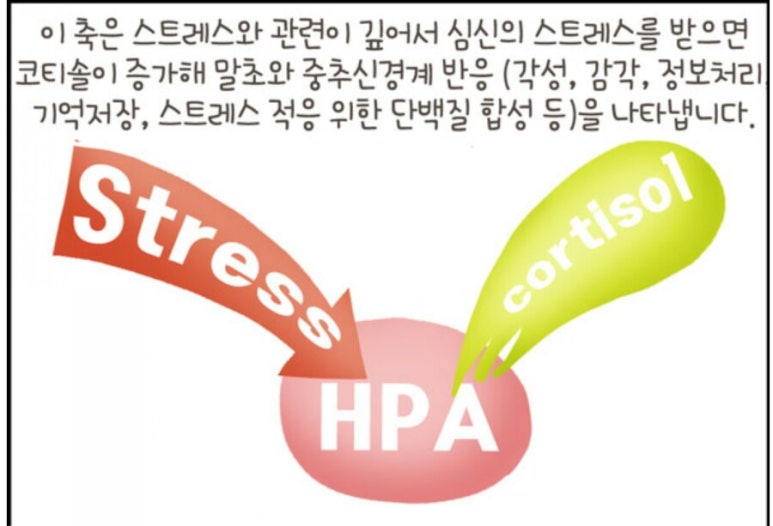 정신신경내분비학 스트레스호르몬 시상하부 뇌하수체 부신 축 Hpa Axis 네이버 블로그