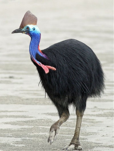 화식조(Cassowary) : 네이버 블로그