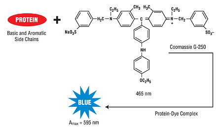 단백질 정량 실험 (2) : Bradford assay ; background, method : 네이버 블로그