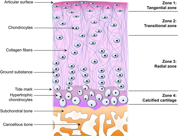 3. 연골 (cartilage) - (1) 구조 및 조성 : 네이버 블로그