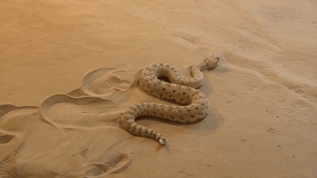 사이드와인더 뱀의 모래 사막 이동 궤적 - Sidewinder Snakes moving trajectory in the ...
