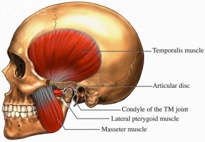 근육계- 저작근(muscle of mastication) : 네이버 블로그