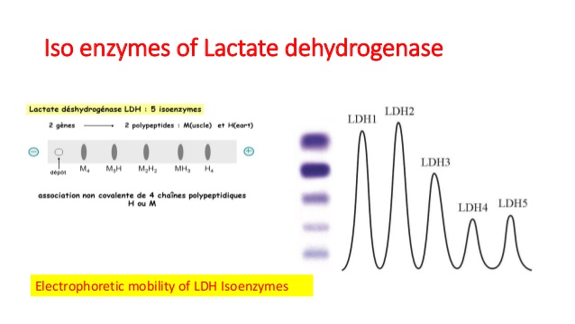 진단효소학 - lactate dehydrogenase, CK-MB, troponin 등 : 네이버 블로그