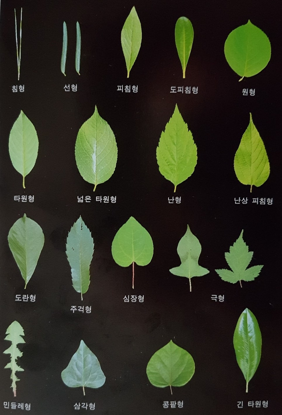 그림으로 보는 식물의 부위별 형태 와 식물 용어 해설 : 네이버 블로그