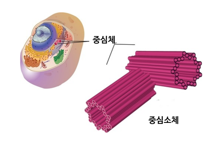 인체의 세포 - 세포소기관의 종류와 역할 : 네이버 블로그
